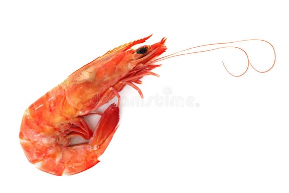 Single Shrimp stock photo. Image of shrimp, food, overhead - 9000770