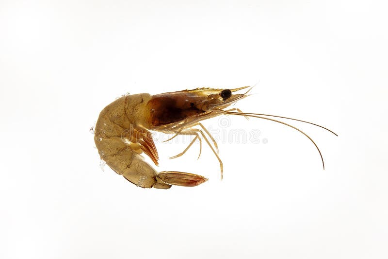 Single Shrimp Isolated Against White Backdrop with Plenty of Copy Space ...