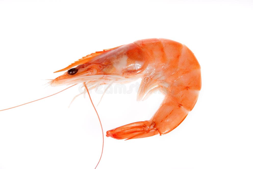 Single shrimp stock image. Image of cook, colour, macro - 52067315
