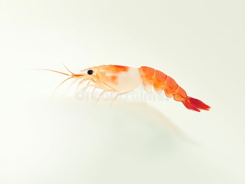 A Single Shrimp Sitting on a Plain White Surface Stock Image - Image of ...