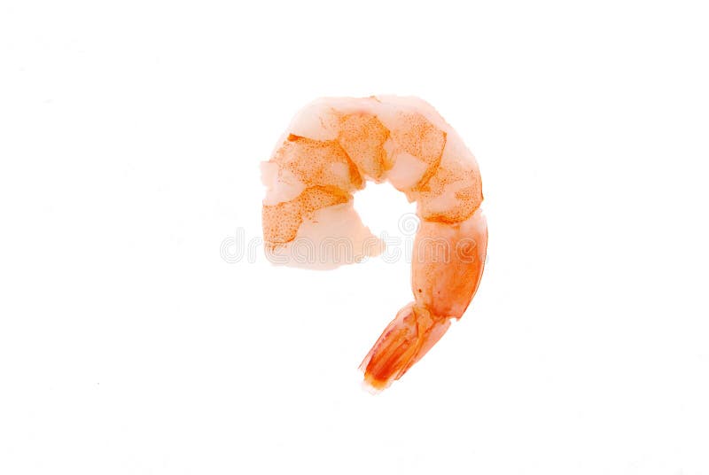 Single shrimp on white stock image. Image of pink, tail - 20171515