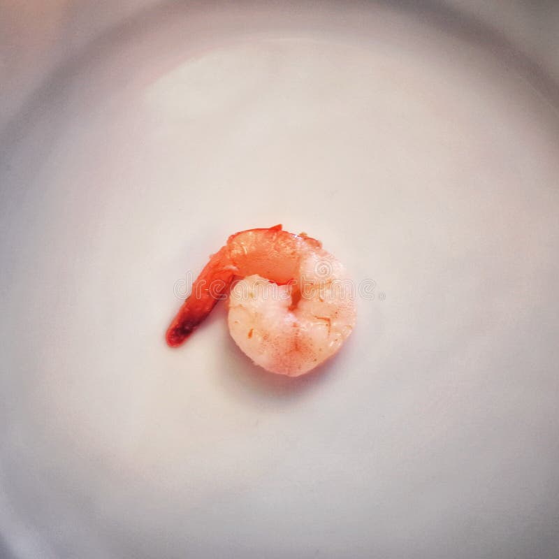 Single Shrimp stock photo. Image of shrimp, food, overhead - 9000770
