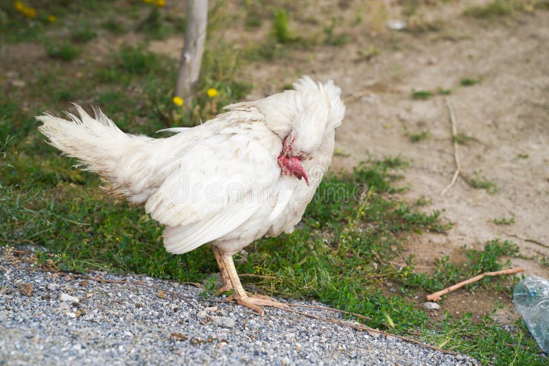 Thinking Chickens Stock Photos - Free & Royalty-Free Stock Photos from ...