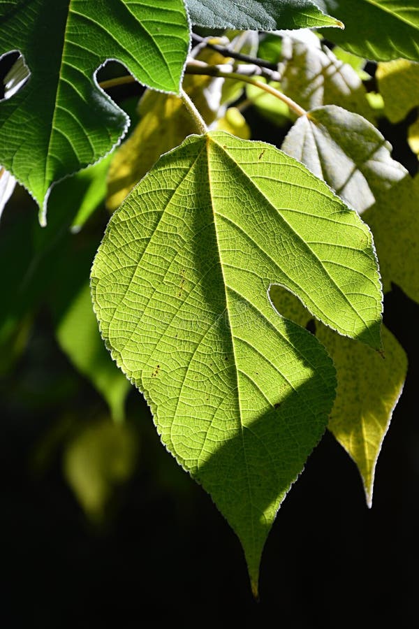Single Side Lobed Decorative Leaf of Paper Mullberry Tree, Also Called ...