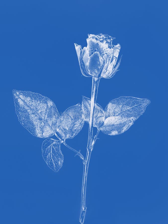 A Single Silver Rose with a Metalic Look on a Blue Background Stock ...