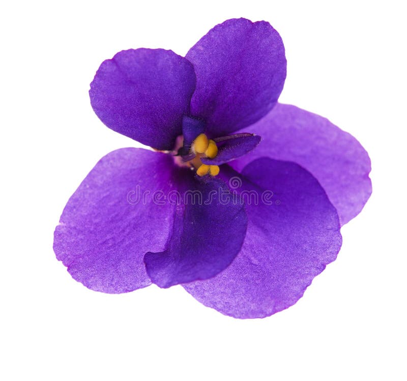 330+ Single violet flower Free Stock Photos - StockFreeImages