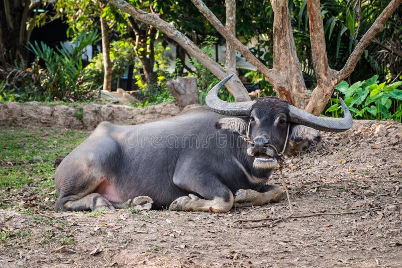 Single Sitting Water Buffalo Stock Photo - Image of water, farm: 37804746
