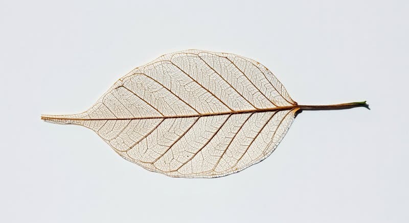 Single Skeleton Leaf Isolated on White Background Stock Illustration ...