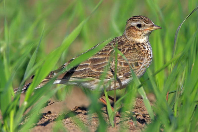 Single Skylark Bird during a Spring Nesting Period Stock Image - Image ...