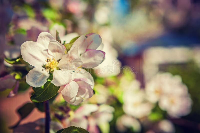Small Branch with Sparse Flowers on Blossoming Stock Photo - Image of ...