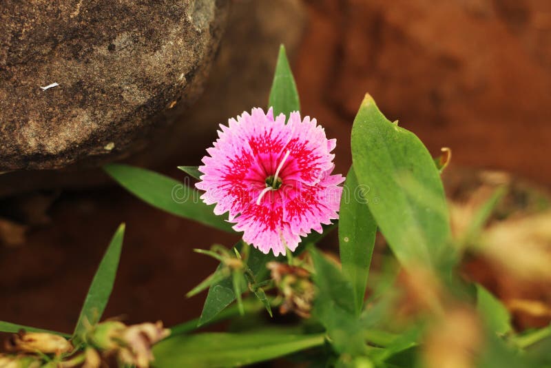 Single Small Colorful Flower Closeup Stock Photo - Image of closeup ...