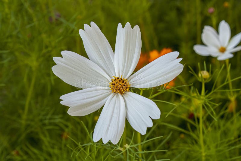 Single Small Daisy in the Garden Stock Photo - Image of meadow, white ...