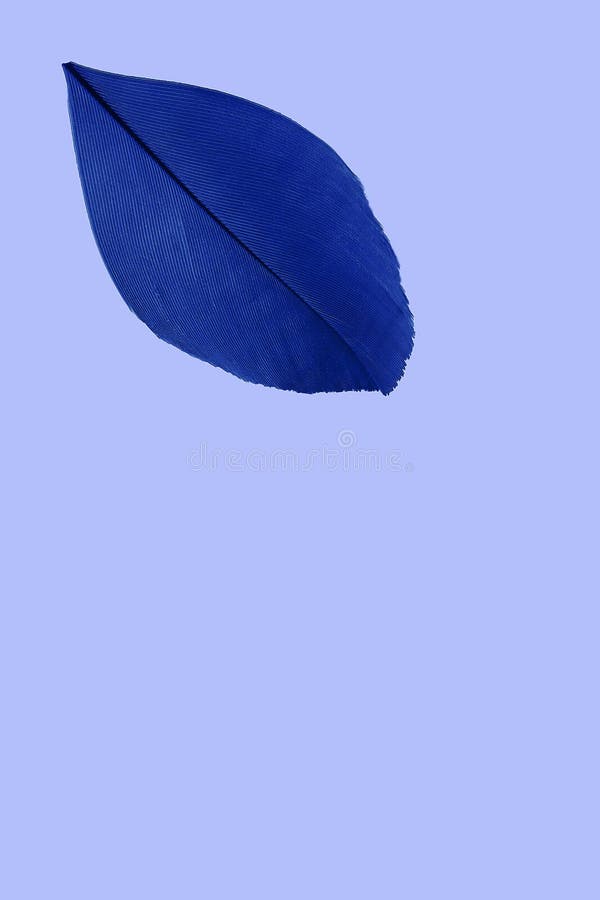 A Single Small Dark Blue Coloured Feather. Stock Photo - Image of element, object: 293851848