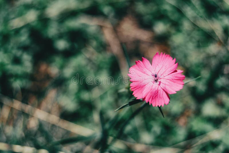 A Single Small Dianthus Flower Stock Image - Image of close, great ...