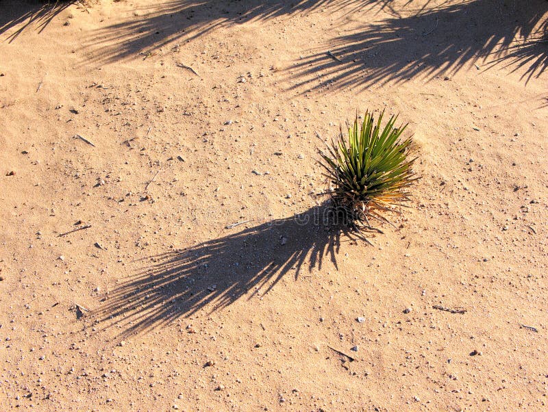 Single Small Joshua Tree In The Middle Of The Desert. Stock Image ...