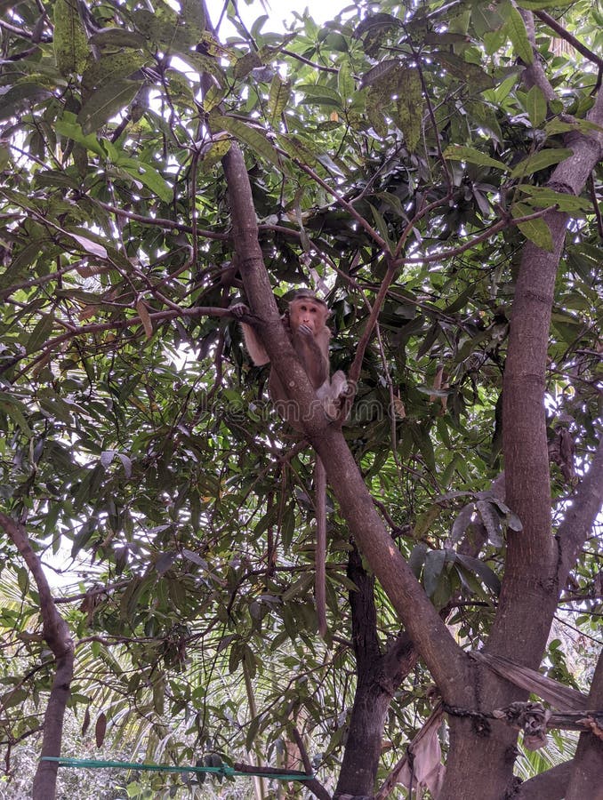 Single Small Monkey Sitting on the Mango Tree Stock Image - Image of ...