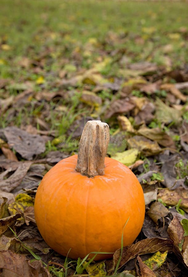 Single Small Pie Pumpkin in a Bed of Fall Leaves Stock Image - Image of ...