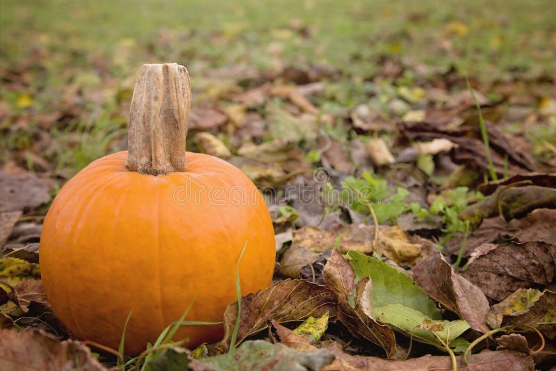 Single Small Pie Pumpkin in a Bed of Fall Leaves Stock Photo - Image of ...