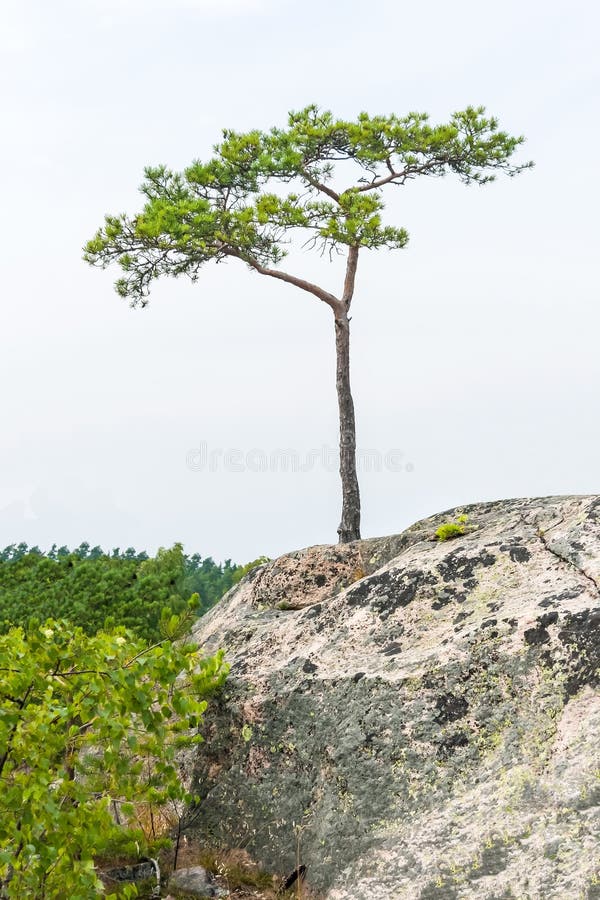 A Small Pine Tree at the Edge of the Cliff Stock Photo - Image of sight ...