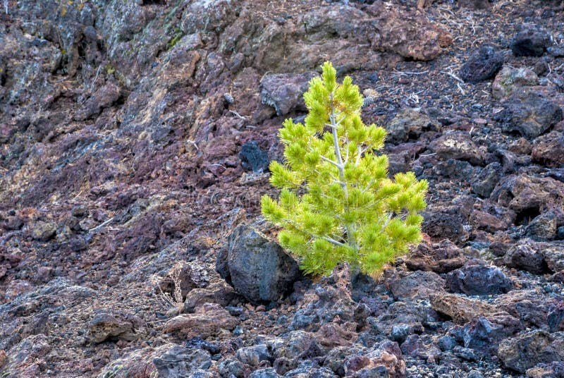 Single Small Pine Tree in Rock Nature Stock Photo - Image of single ...