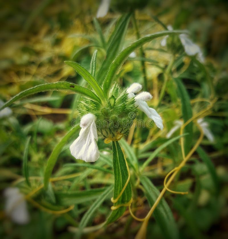 Single small plant stock photo. Image of asymmetry, change - 206486624