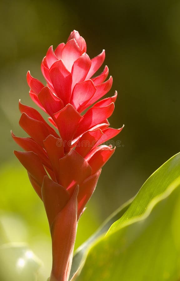 Single Small Red Ginger Flower Stock Photo - Image of panama, ginger ...