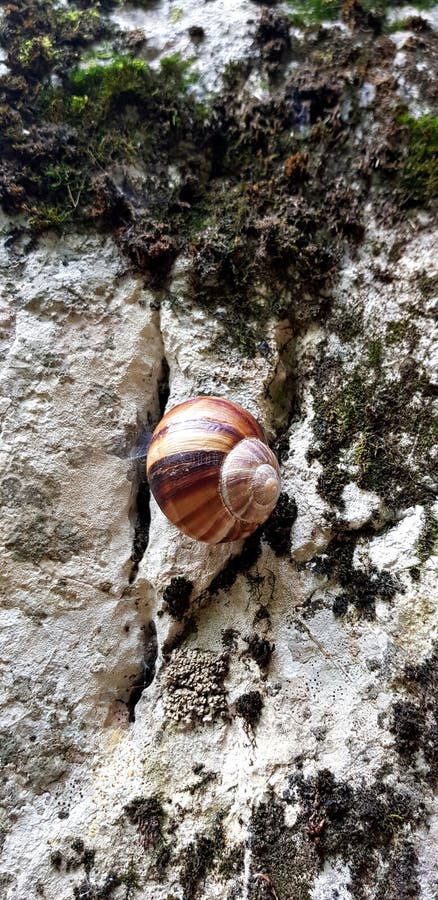 Single Small Snails Going Forward Stock Photo - Image of slow, closeup ...
