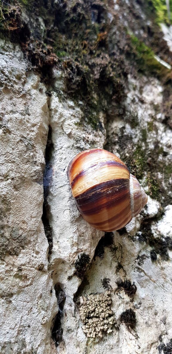 Single Small Snails Going Forward Stock Photo - Image of moving ...