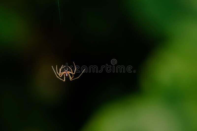 Single Small Spider Falling Mid-air Stock Photo - Image of wildlife ...