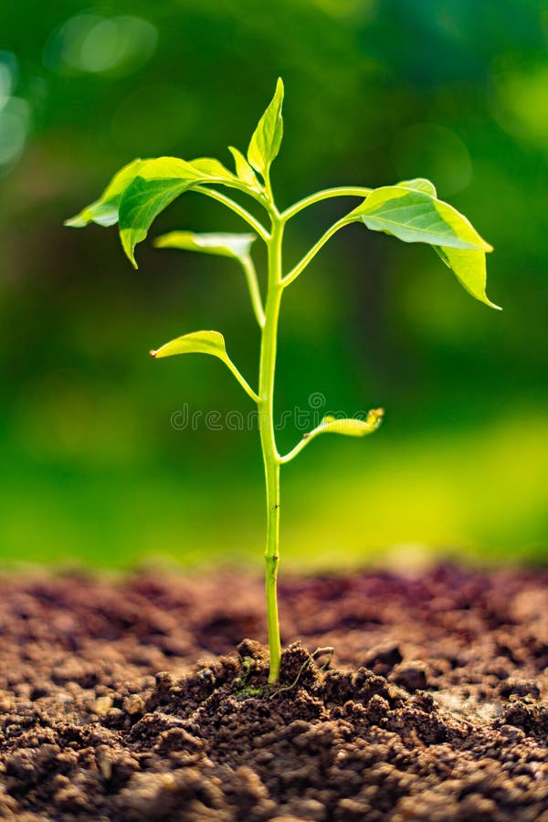 Single small sprout stock image. Image of seed, garden - 153357669