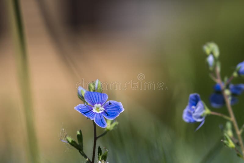 Single small summer flower stock image. Image of close - 94121815