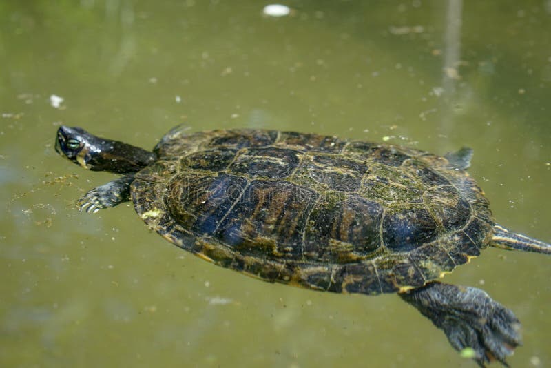 Single Small Turtle with Black Shell Swimming in Pond Stock Photo ...