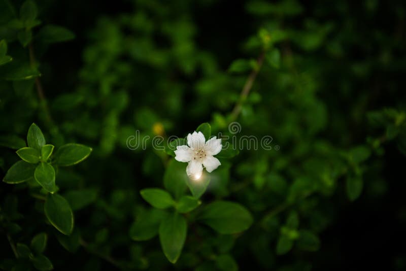A Single Small White Flower Stock Image - Image of leaf, beautiful ...