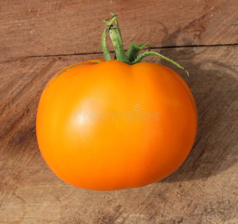 A Smooth, Round Orange Tomato Stock Photo - Image of moonglow, vivid ...