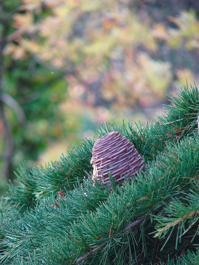 Pine Cone in Coniferous Tree Branches Stock Photo - Image of needles ...