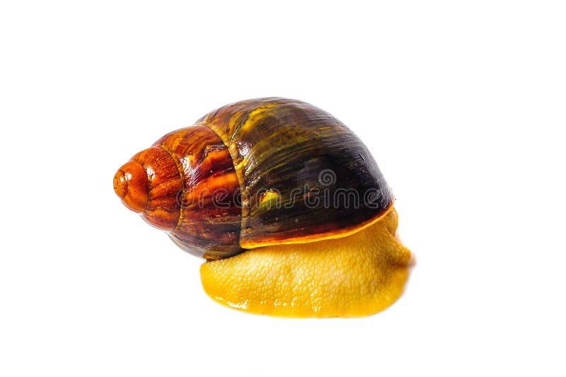 Snail Isolated on the White Background Stock Image - Image of ...