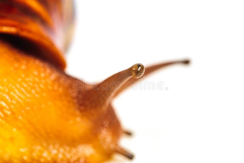 157 Snail Coloring Photos - Free & Royalty-Free Stock Photos from ...