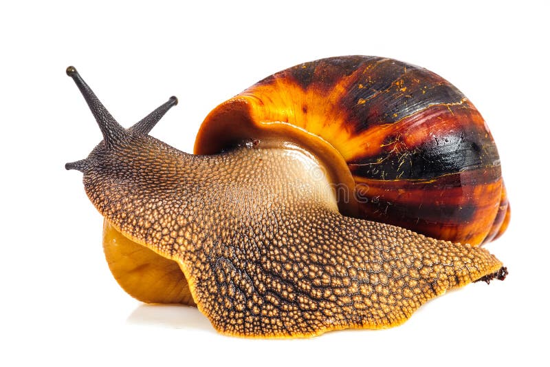 Snail Isolated on the White Background Stock Image - Image of ...