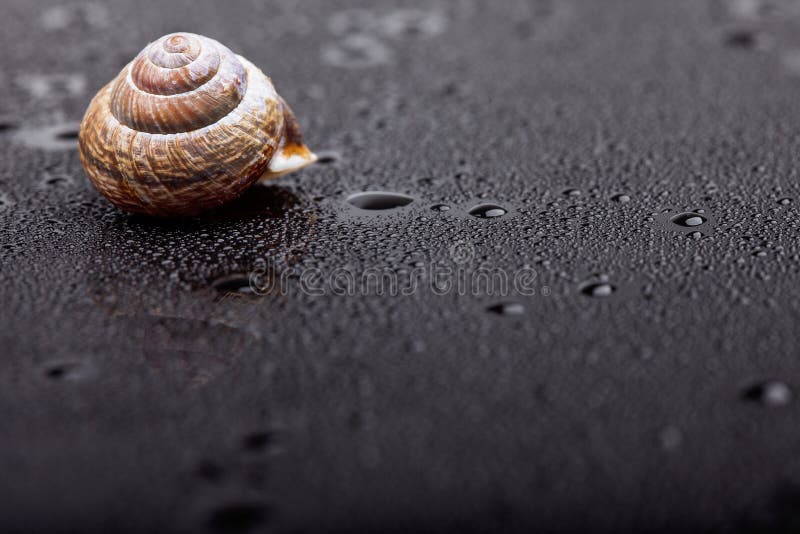 Single Snail Shell on Black Wet Surface Abstract Photo Stock Photo ...