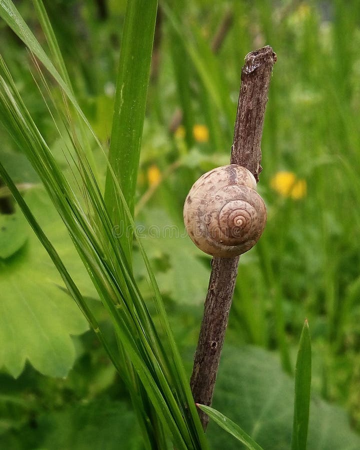 Snail Shell on a Dry Brunch Stock Image - Image of front, brunch: 218720813