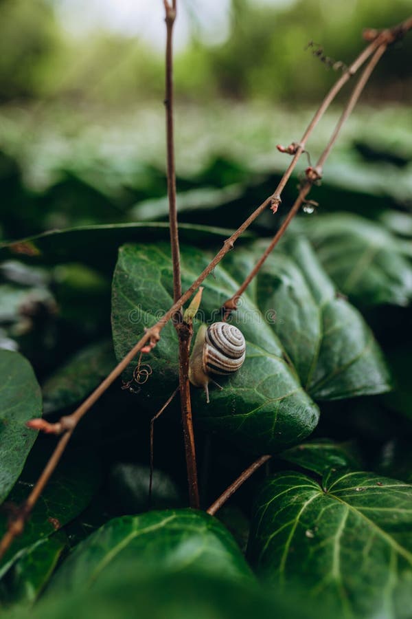 Single snail shell, stock photo. Image of gastropod - 279481264