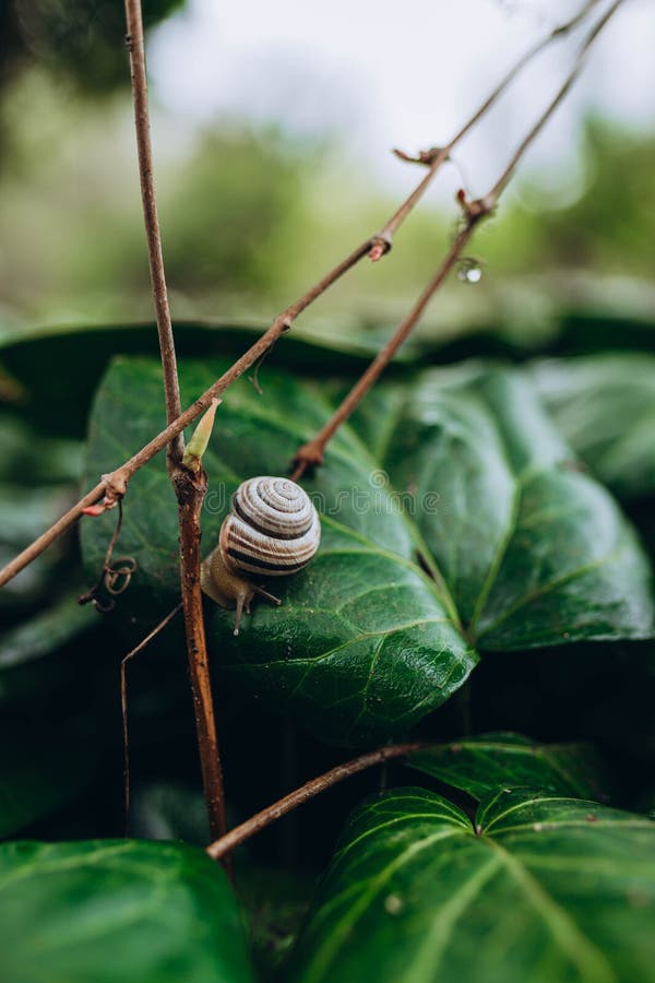 Single snail shell, stock photo. Image of creeper, detail - 279481266