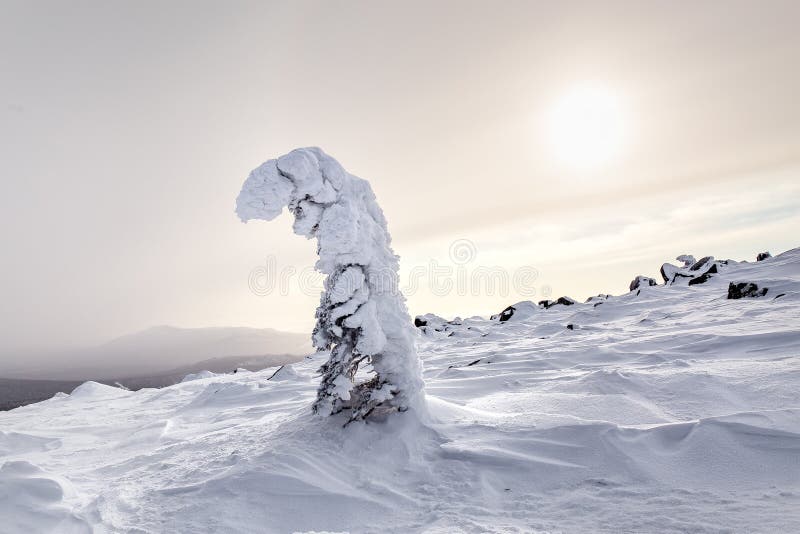 Single Snow Covered Evergreen Tree Against a Sunset Stock Image - Image ...