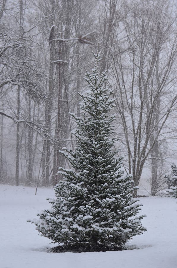 Single Snow Covered Pine Tree on a Snowy Day Stock Image - Image of ...