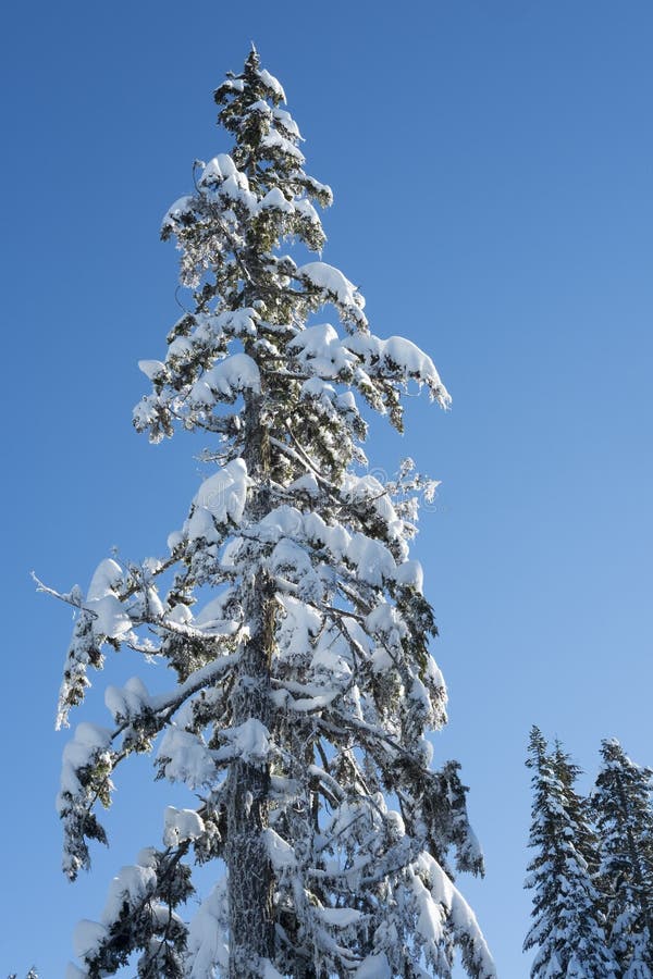 Single Snow Covered Tree in Winter Mountain Scene, Winter Resort ...