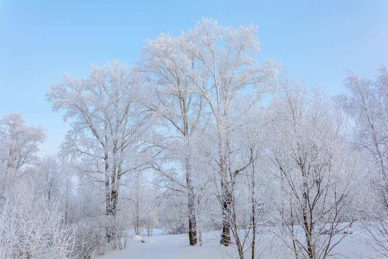 Beauty of nature in winter stock image. Image of cold - 168315585