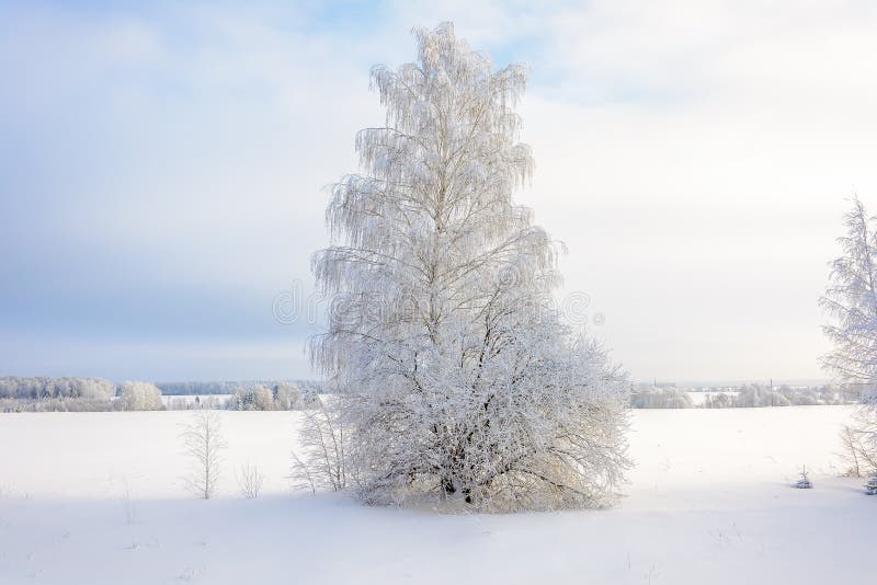 Beauty of nature in winter stock photo. Image of branch - 168315758