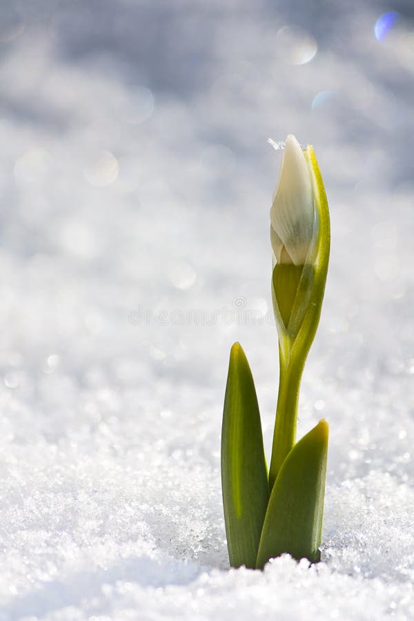 Snow Drop Flowers after the Rain. Stock Image - Image of leafs, drop ...