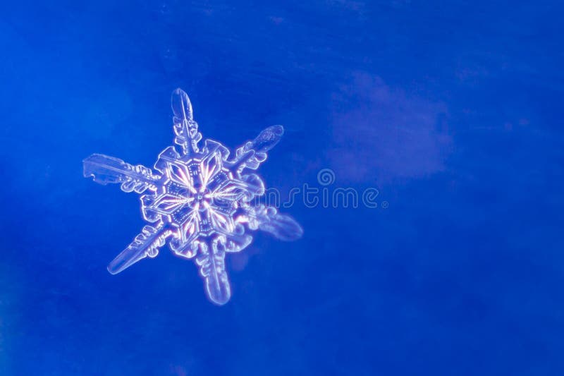 Single Snow Flake on Blue Background Stock Photo - Image of background ...