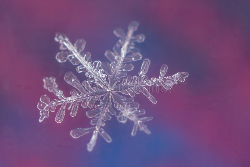Single Snow Flake on Colorful Background Stock Image - Image of natural ...